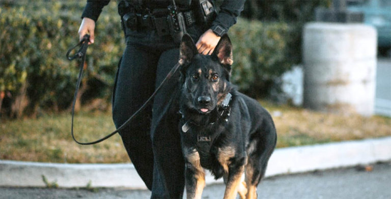Police Dogs For Sale – Bay Area Dog Training, Spectrum Canine
