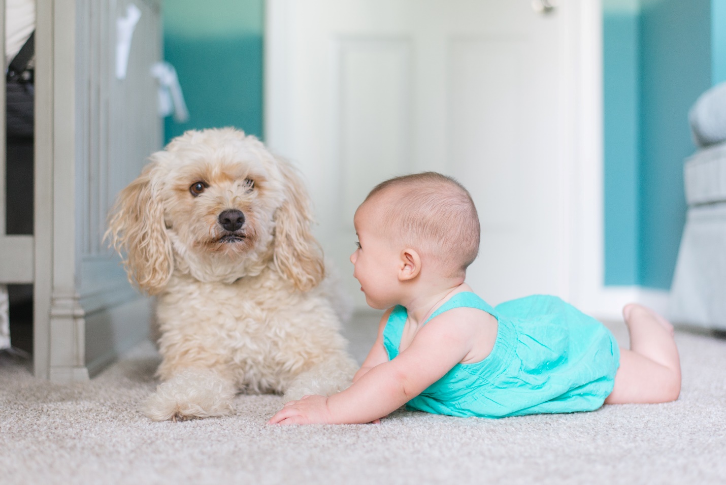 The Best Dog Breeds for Kids and Families – Bay Area Dog Training ...