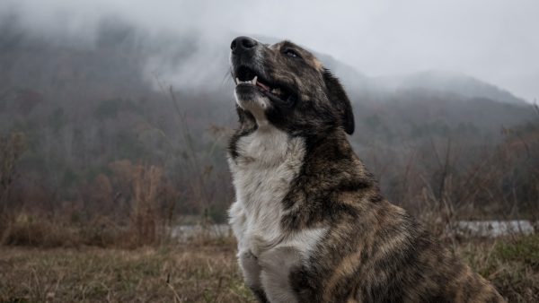 4 Different Types of Dog Barks and What They Mean – Bay Area Dog ...