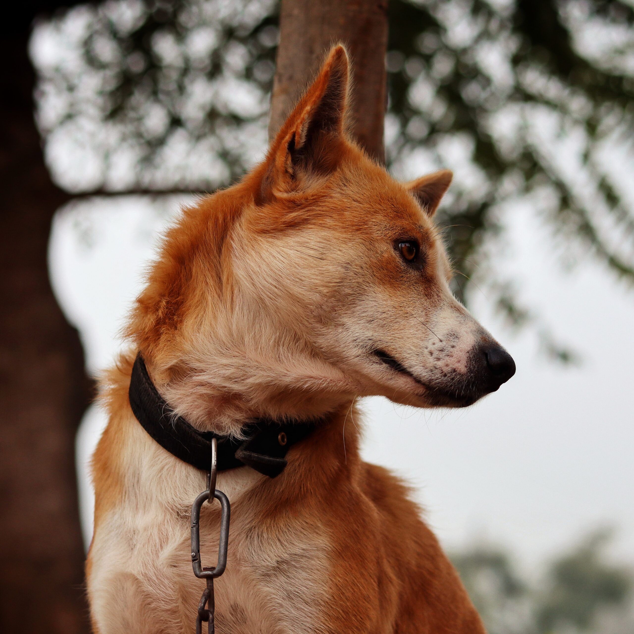 Life with a Reactive Dog: Tips & Tricks to Manage